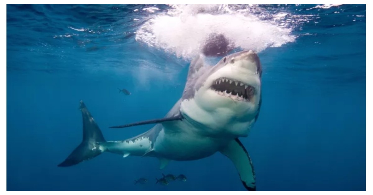 Nature’s Most Savage: 34 Deadliest Creatures of Earth Ranked